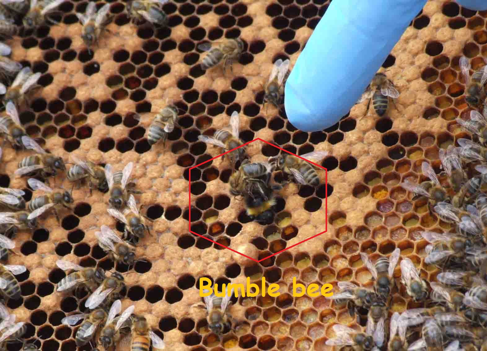 Top Bees: Bee Safari