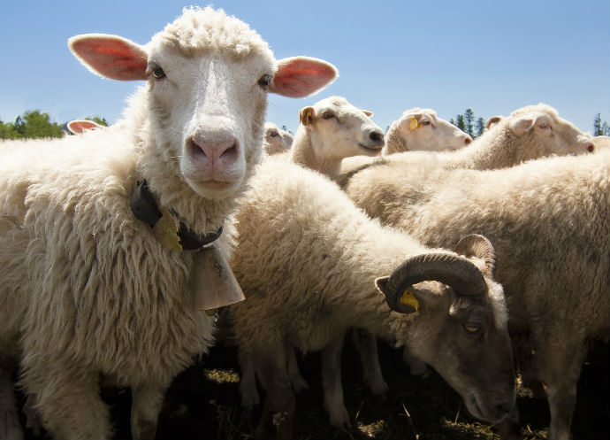 Equipos e Instalaciones de ovinos : Equipos e instalaciones de ovinos