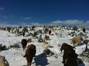 Rank: Bull Riding News: The Dr. Proctor Clones