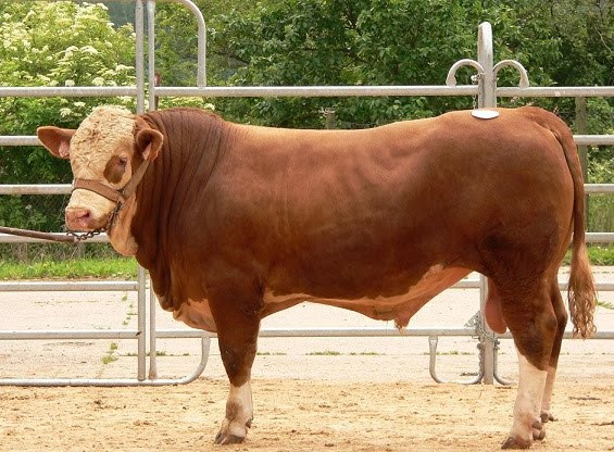 Canlı | Hayvan | Fiyatları | Adaklık | Kurbanlık | Dana | Kuzu | Keçi ...