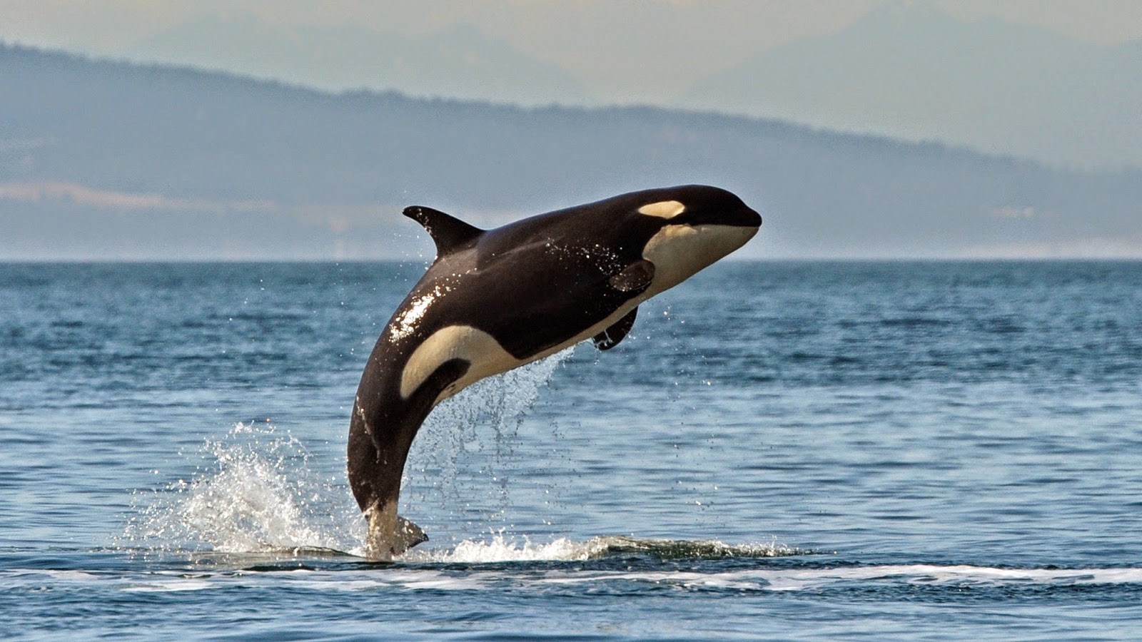 Orca - HD Wallpapers | Earth Blog
