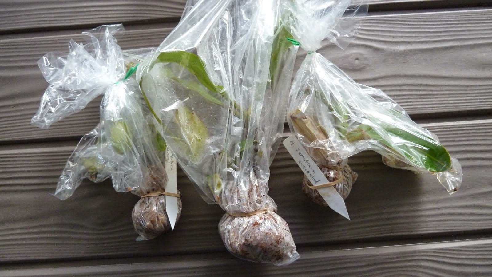 Hooray! Plants!: Terrarium Back in Action with Some New Nepenthes!