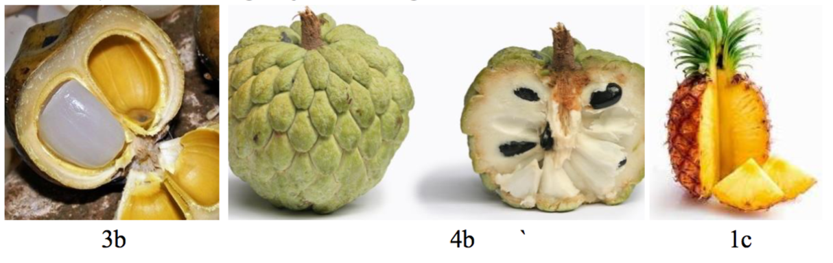Mahasiswa dan Biologi: MENGENAL BUAH (FRUCTUS)