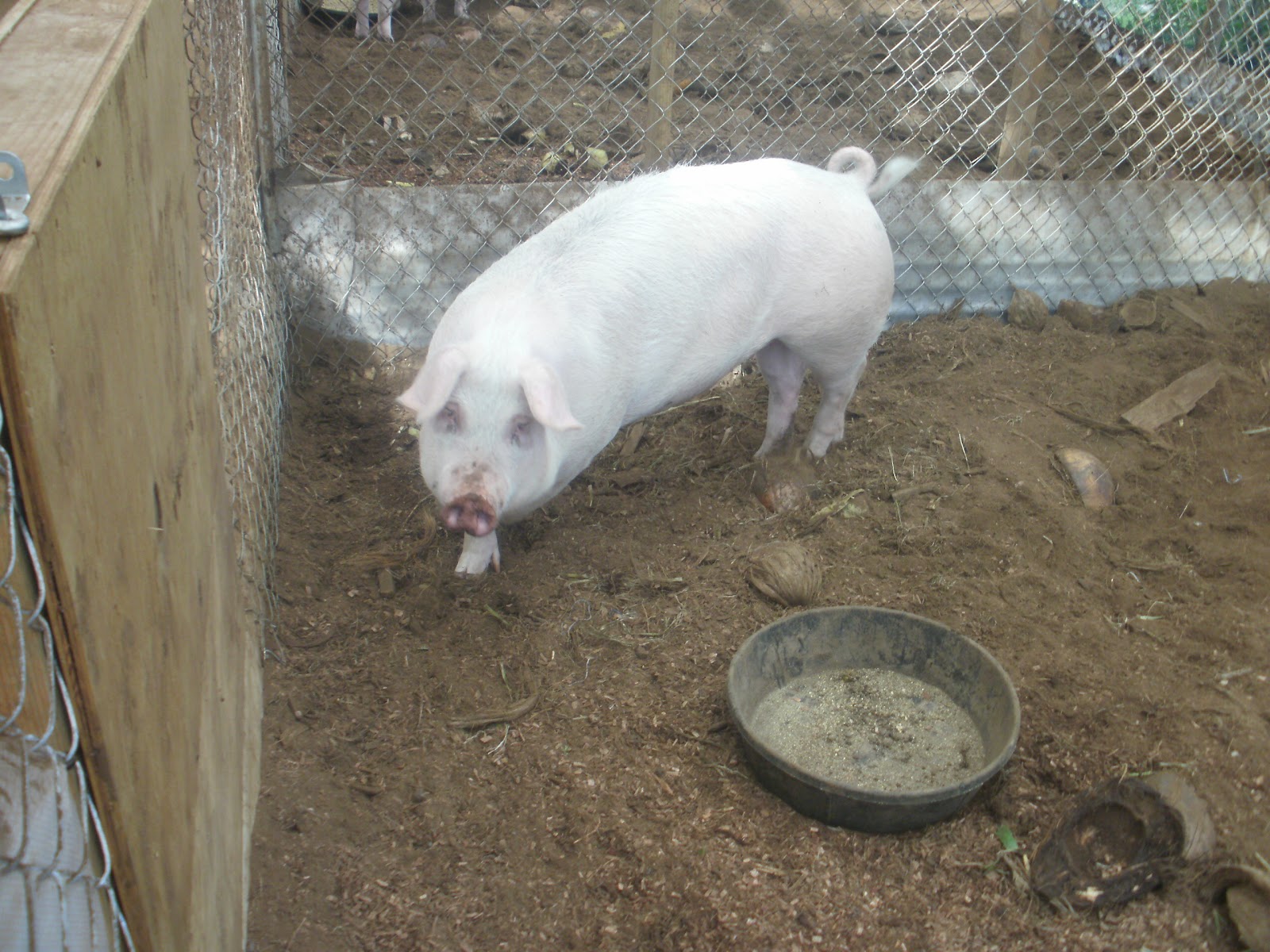 Hubbell's Hog Heaven: Time to Catch Up, Part 1: The Piggery