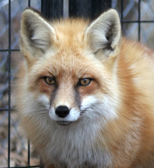Windflower Farm Weekly: Elementa Part II, Porcupines, Lynxes and Foxes ...