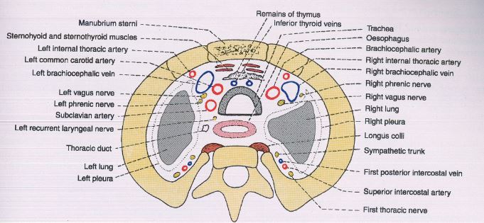 Thoracic Inlet Anatomy