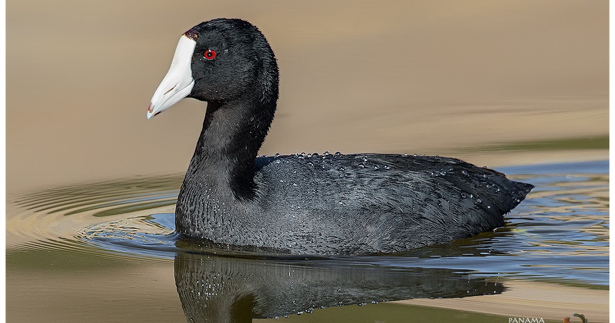 Panama - Birds & Wildlife Photos' Blog