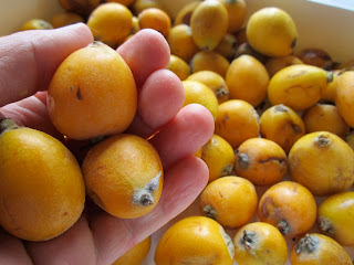 Wild Edible Texas: Loquats