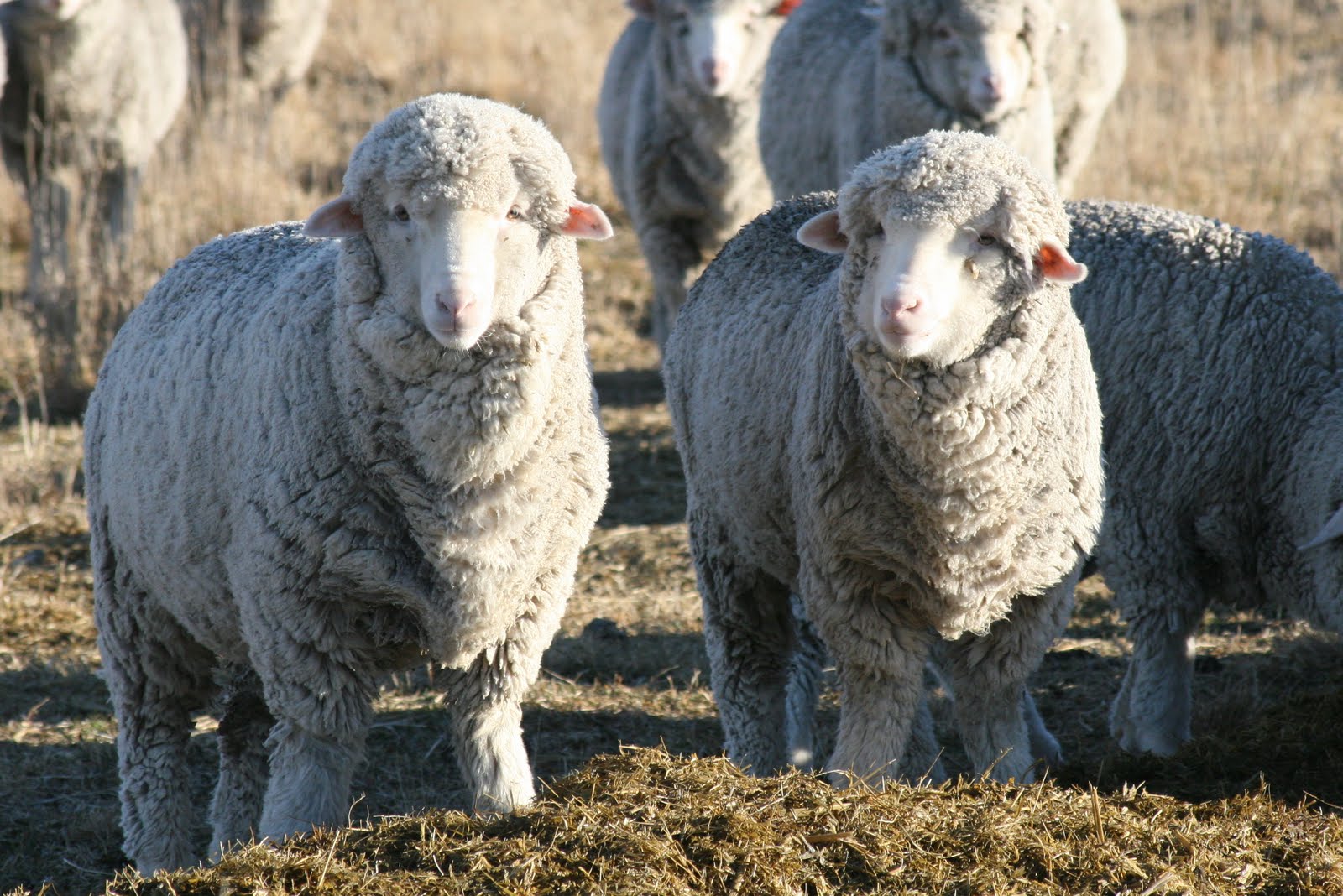 North Wapiti Blog: Sheep, sheep....Everywhere Sheep!!!