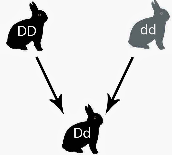 Hill Rise Rabbitry: How Genes Work