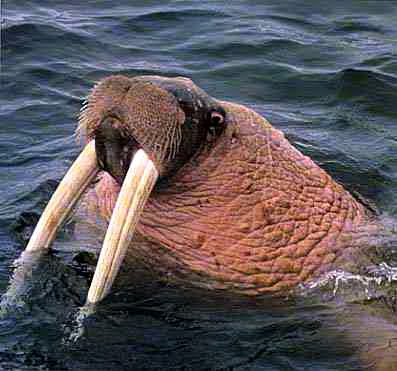 El ojo del buitre: Morsa