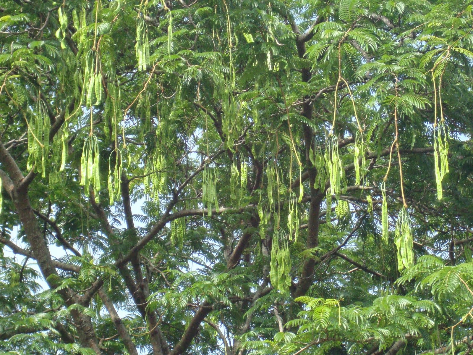 A Healthy Living: Petai Bau Busuk Tetapi Berkhasiat Dan Disukai Ramai