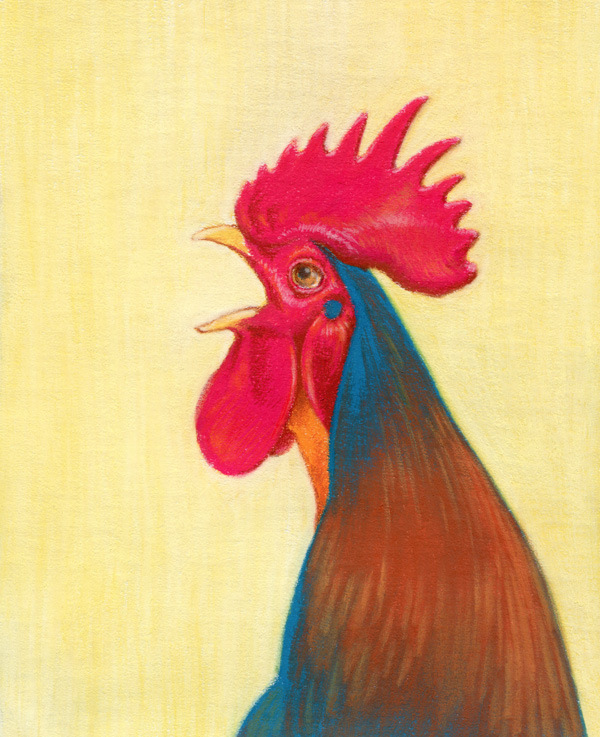 Miller Sye : Art + Animals + Fashion: Rooster Portrait Pastels