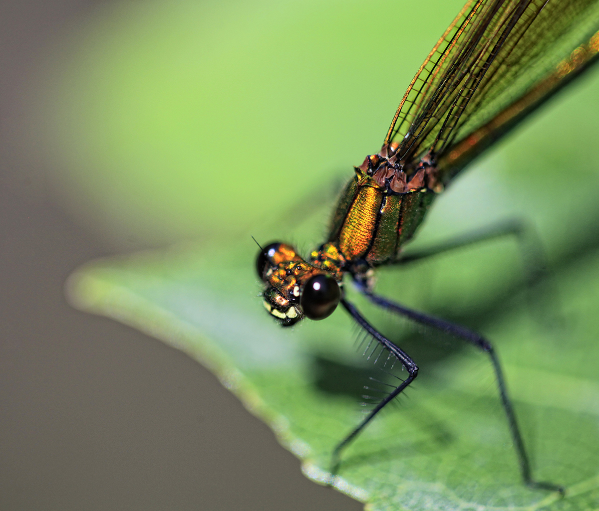 MIS VIAJES:DESDE ZARAGOZA A LA LUNA: INSECTOS