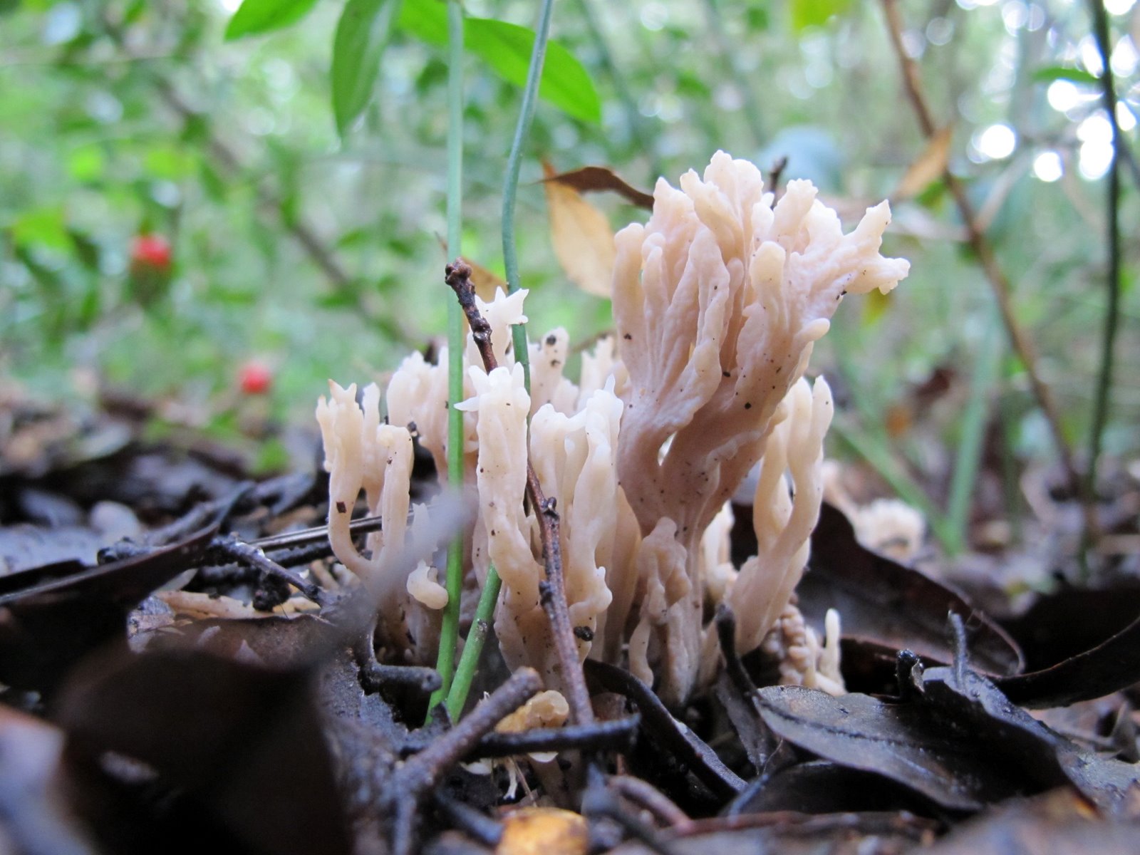 a FUNGHI nel SALENTO e... anche altrove: Clavulina cinerea (Bull.) J ...