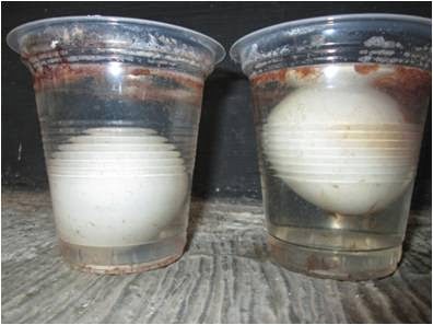 Laporan Praktikum Kimia - Tekanan Osmosis