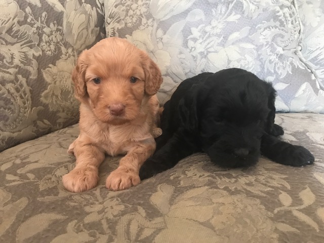Golden Gate Labradoodles: Authentic Australian Labradoodles