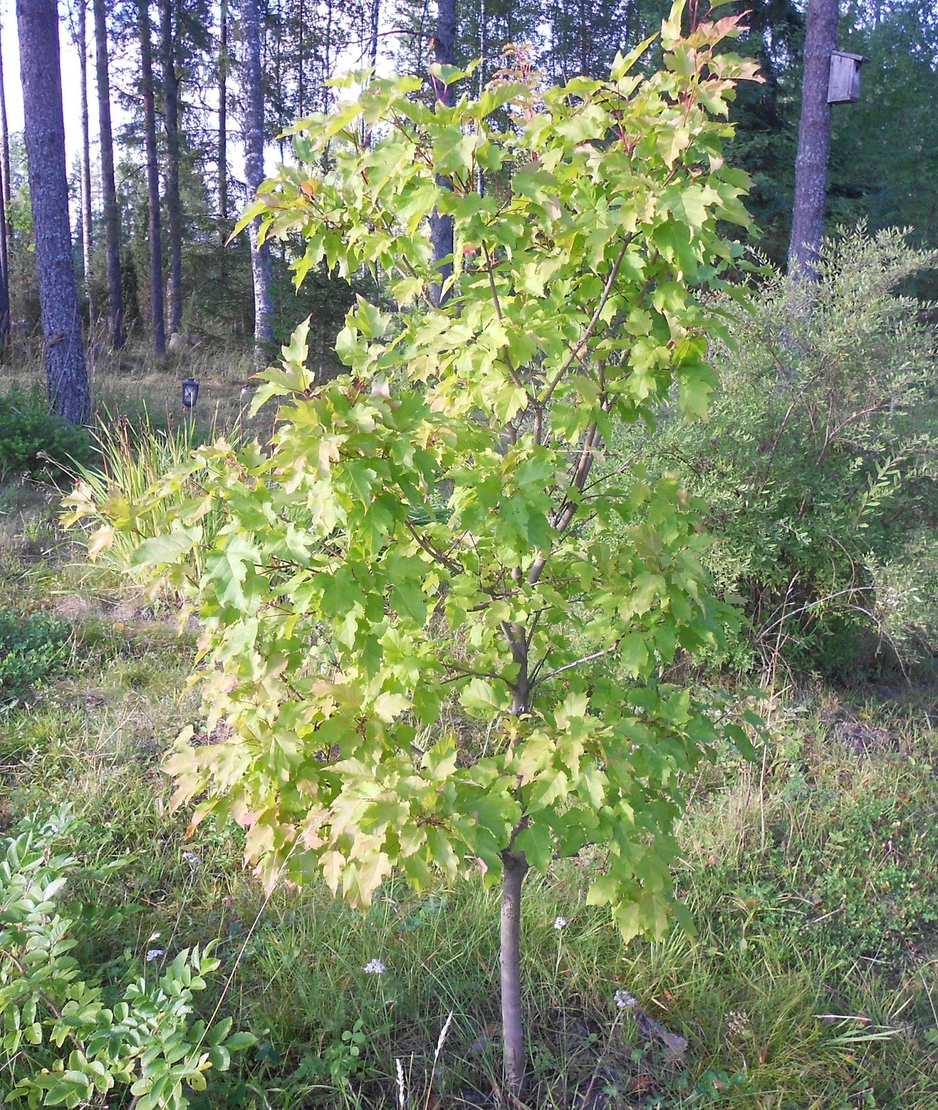 Puutarhapolun varrelta: Puut ja pensaat