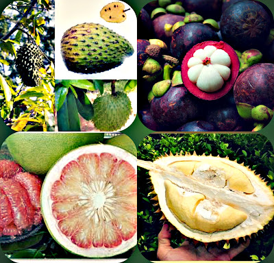 Chiara's Travel Insights: Best of Davao & Tourist attractions