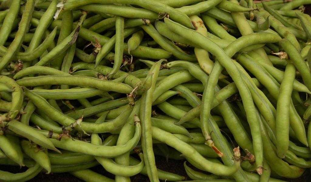 Memòries de poblet: De faves i faveres.