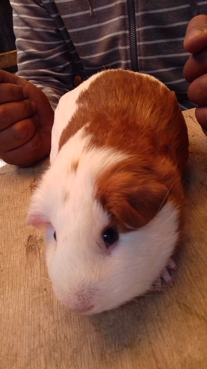 CRIANZA DE CUYES : EL CUY