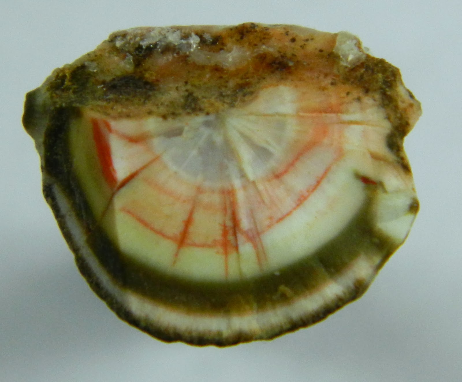 CSMS GEOLOGY POST: ZEOLITE: LAKE SUPERIOR THOMSONITE