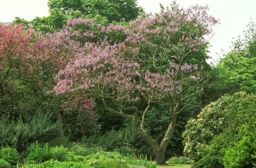 Margal Agronomía: Kiri, el árbol que salvará nuestro planeta
