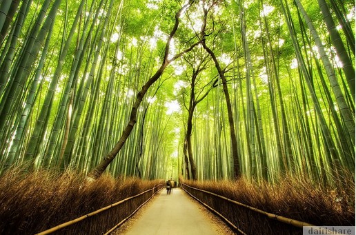 Keindahan Hutan Buluh Sagano Di Jepun