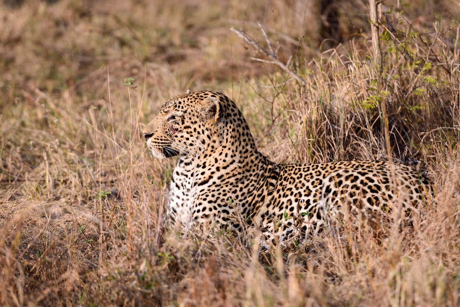 Martin Tyler's Blog: Leopard Hills Safari Adventure