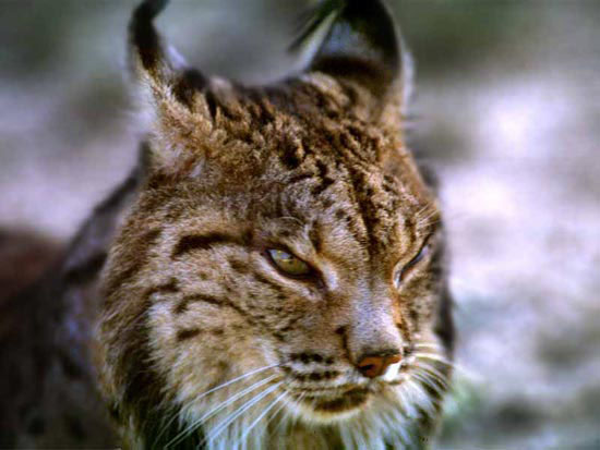 conhecendo o mundo: Lince