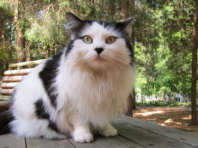 Cat of the Week: Goose - Goathouse Refuge
