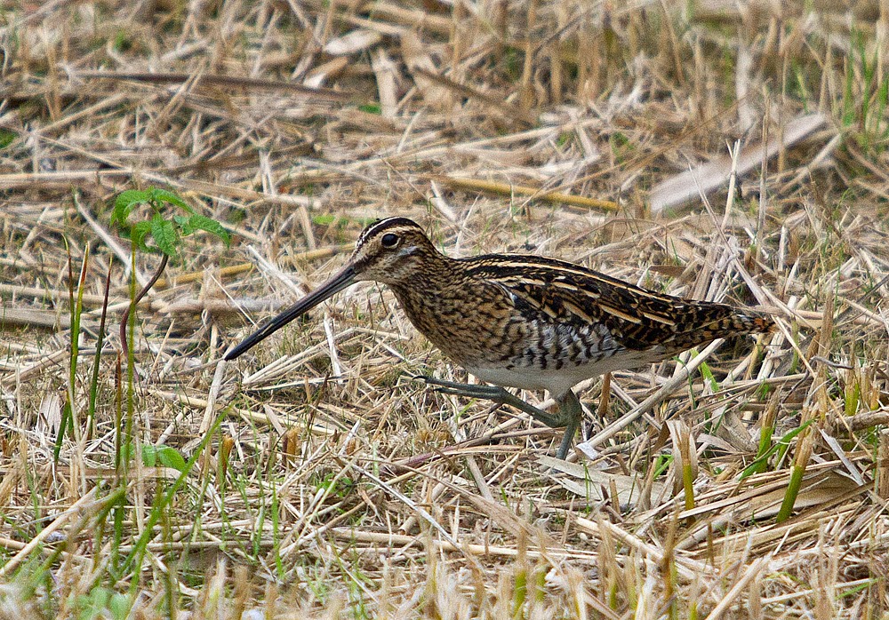 CAMBRIDGESHIRE BIRD CLUB GALLERY: Common Snipe