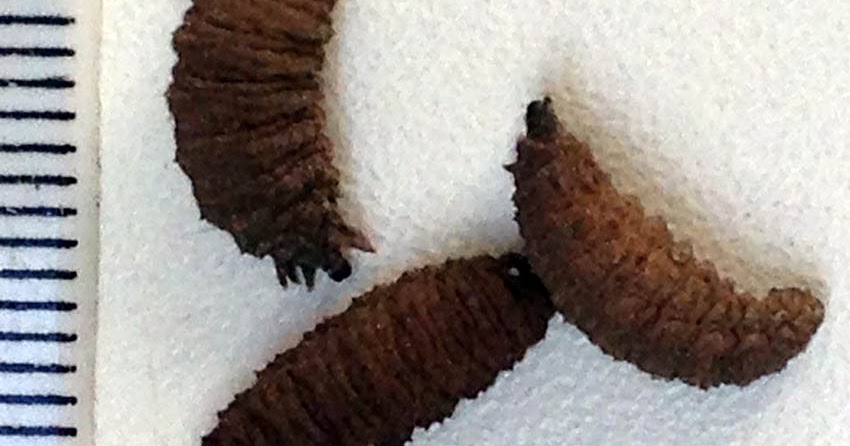 Insetologia - Identificação de insetos: Larvas de Mosca Ornidia em São ...