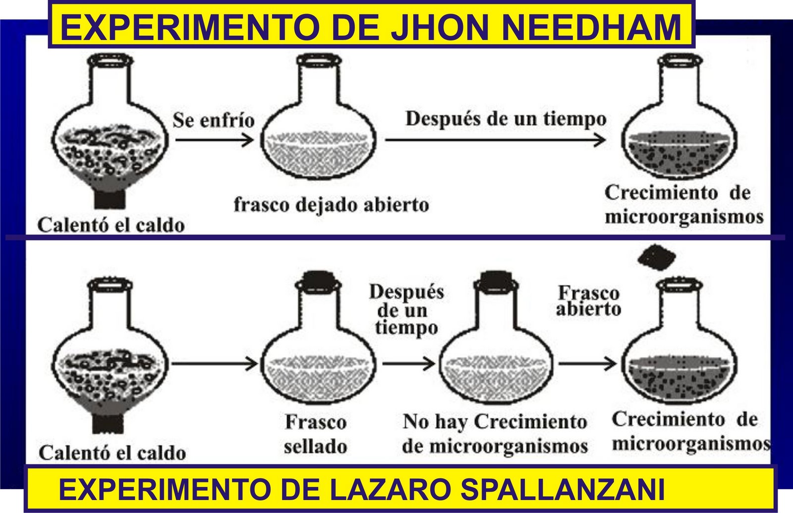 GastronomiaCocinaBiologia2016: Experimento de Needham y Spallanzani