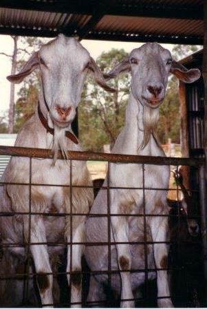 Margaret Muir : GOAT MEAT (Part 2) – Chevon/mutton