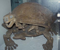 Reptossaurus: COLOSSOCHELYS