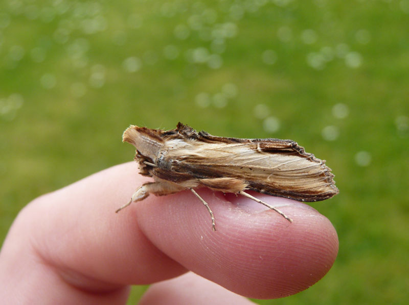 Axe Birding: Three Moth Nights