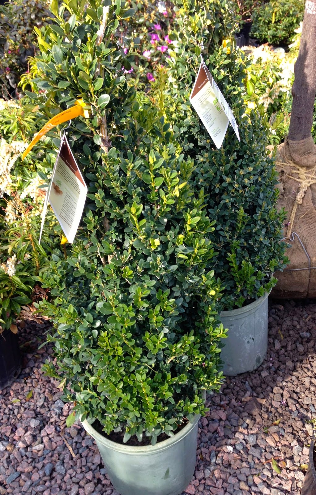 Beyond LiteracyLink: Chocolate in My Garden