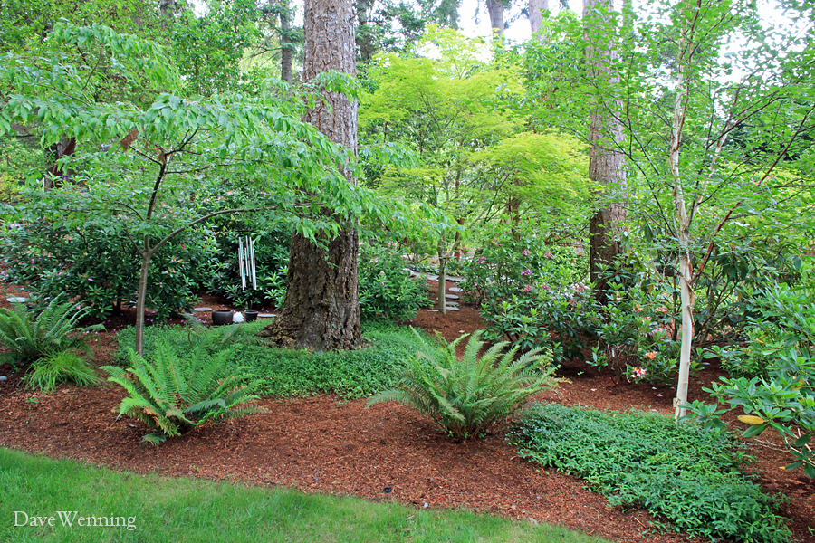 Gardening for Wildlife: Cover