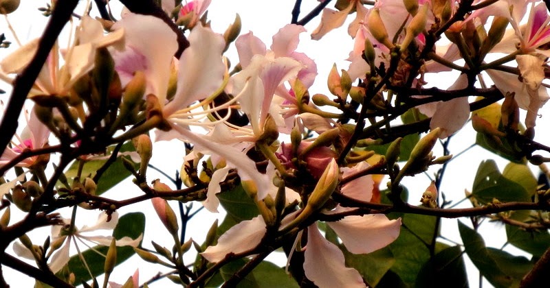 Taste of Nepal: Bauhinia and Potato Salad (Koirala ko Phool re Aloo ko ...