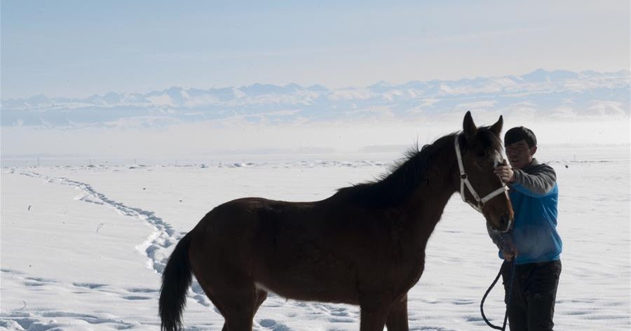 Peternakan kuda menjadi industri pilar di Xinjiang ~ China Indonesia ...
