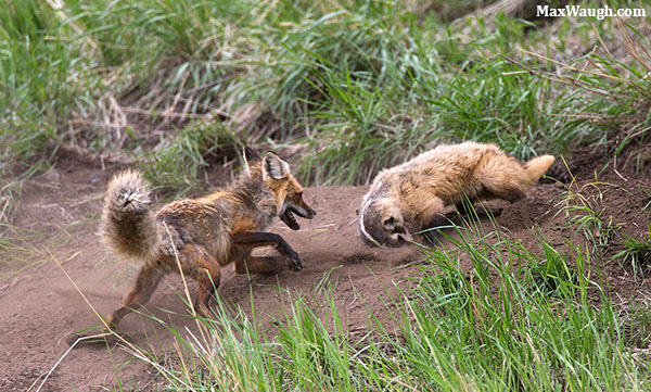 Terrierman's Daily Dose: Fox Versus Badger, Battle Royale