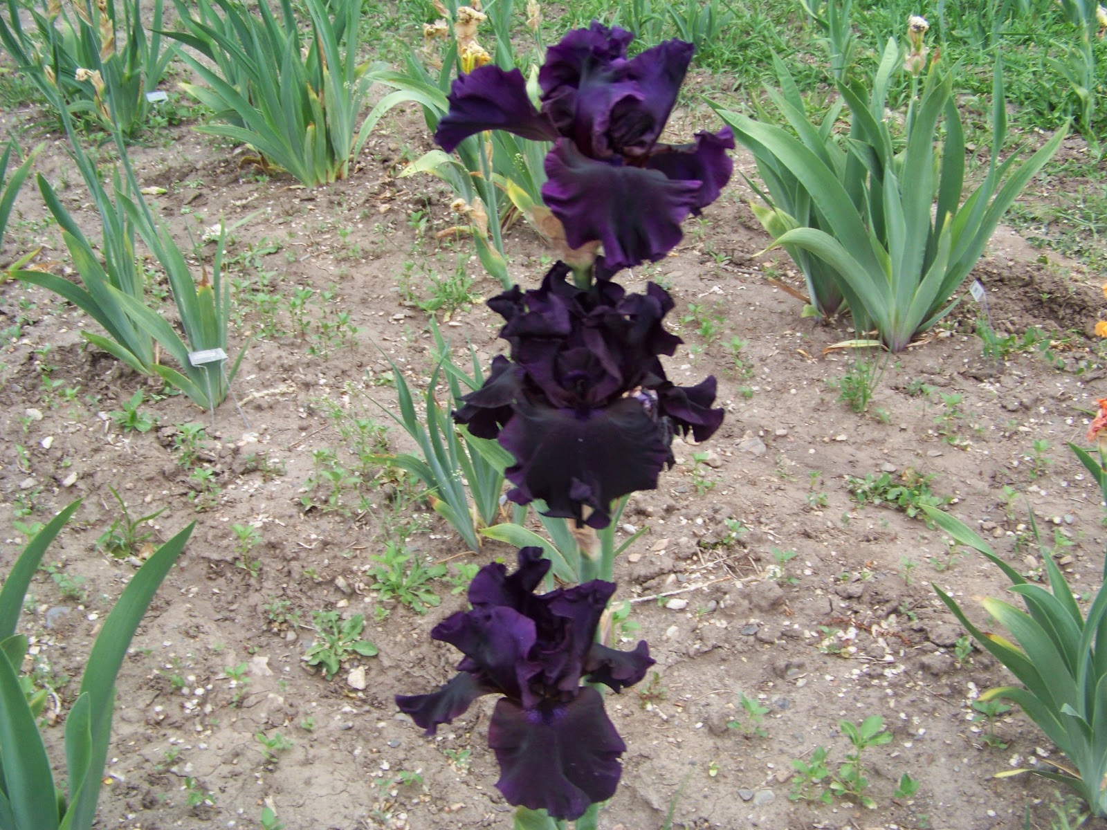World of Irises: TALL BEARDED IRIS, MY FAVORITE "BLACK" IRISES