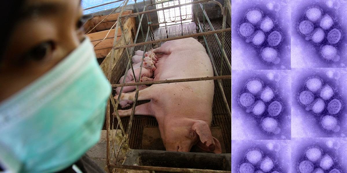 Virus Paling Mematikan Di Dunia