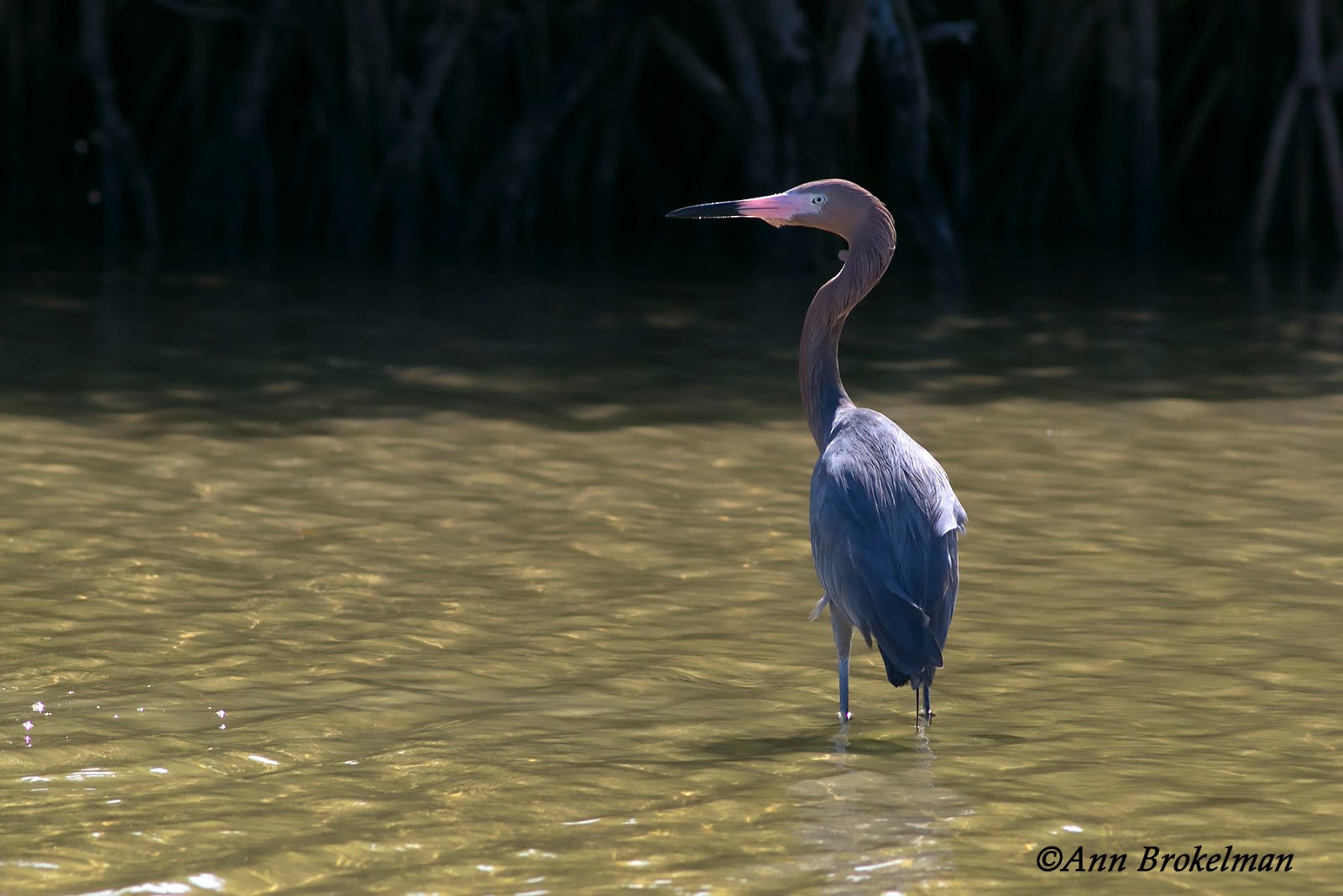 Ann Brokelman Photography: Reddish Egret in the Keys Florida.