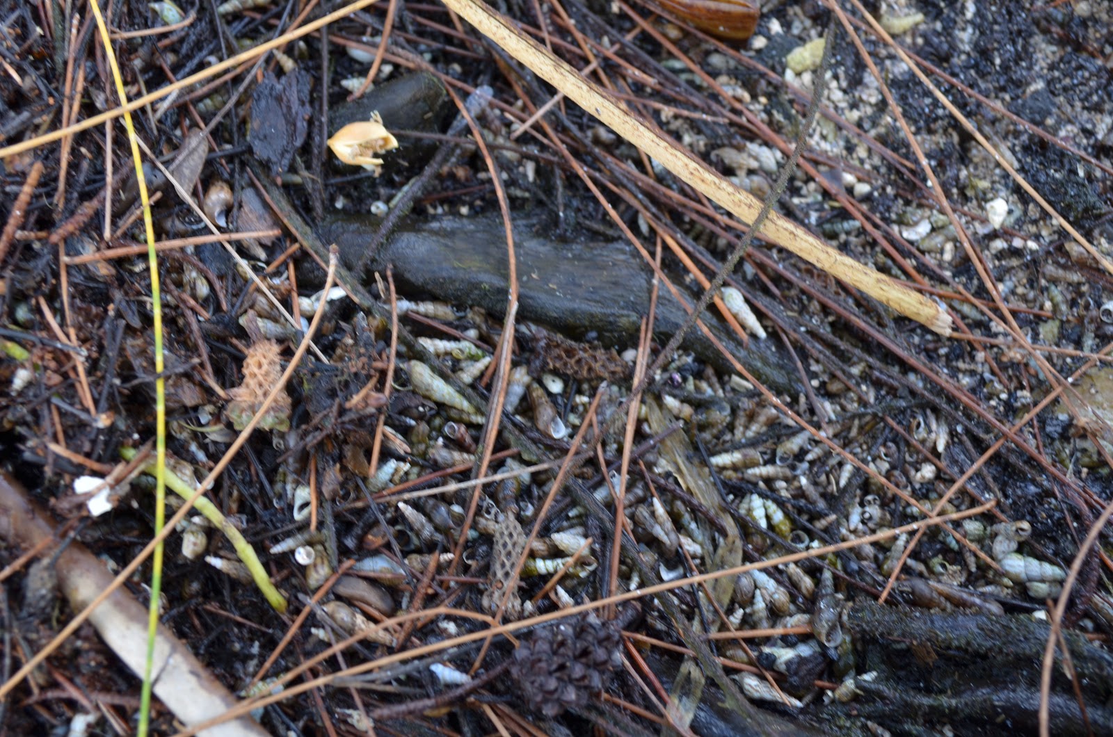 Biodiversity in Saipan - Salvi Villanueva & Patrick Llaban: Susupe Lake!