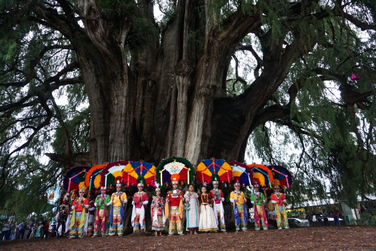 Celebran la Fiesta 2018 al Árbol del Tule en Oaxaca - Vive Oaxaca