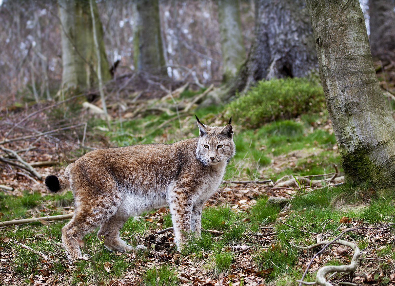 A birding odyssey.: Is the UK set to welcome back the Eurasian Lynx
