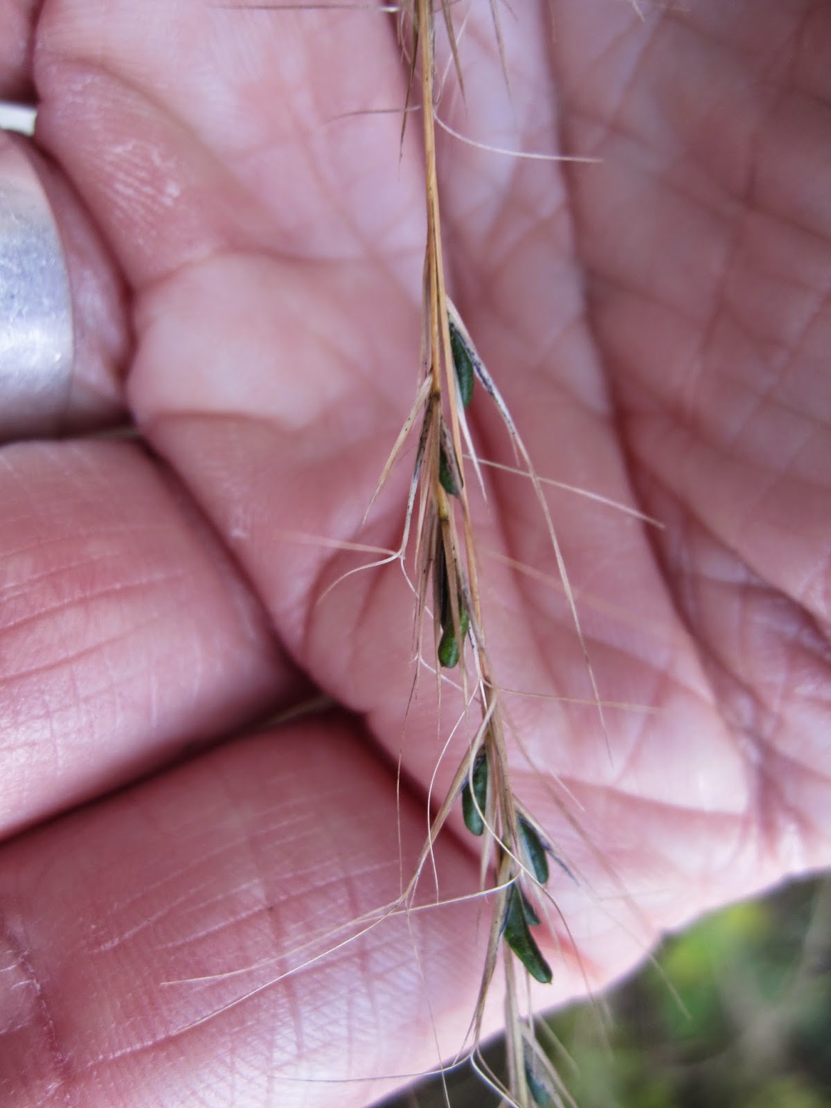 Our Neck of the Woods: Of smut and wiregrass...