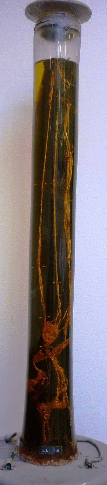 Skeletons, Specimens and a Shekleton!